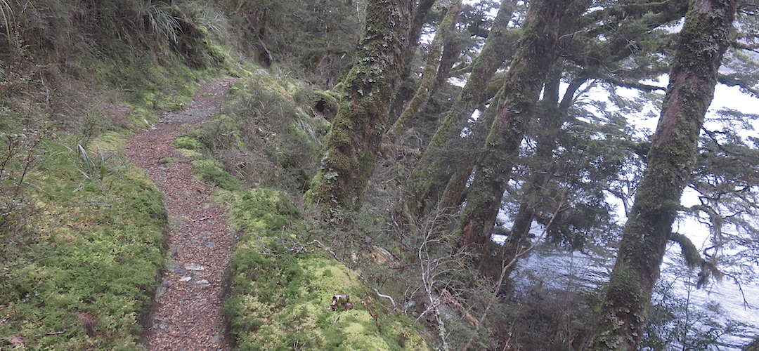 Greenstone Track | Greenstone Conservation Area | tramping new zealand