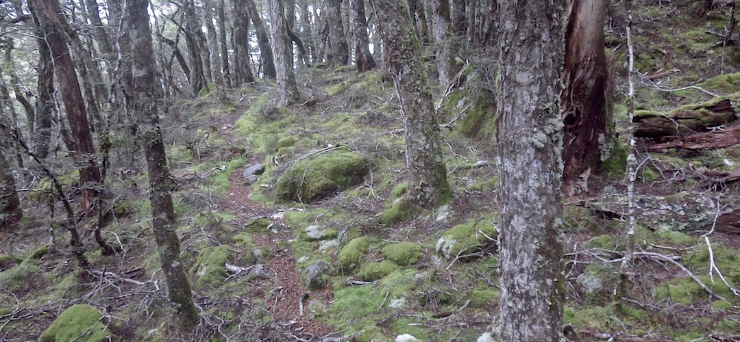 Day 15 | Greenstone Hut, Greenstone Track, Greenstone Conservatio ...