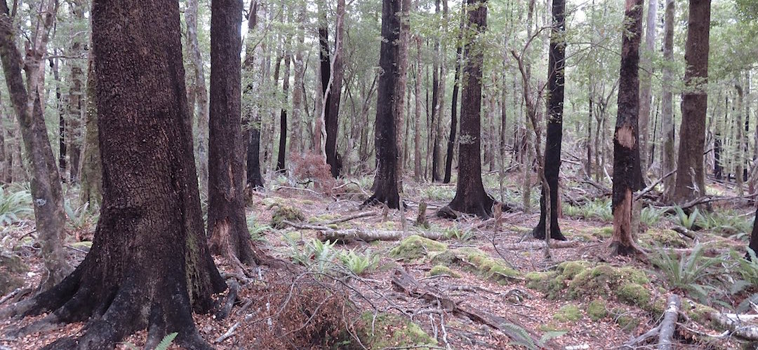 Day 5 | Roebuck Hut, Mt Richmond Forest Park | tramping new zealand