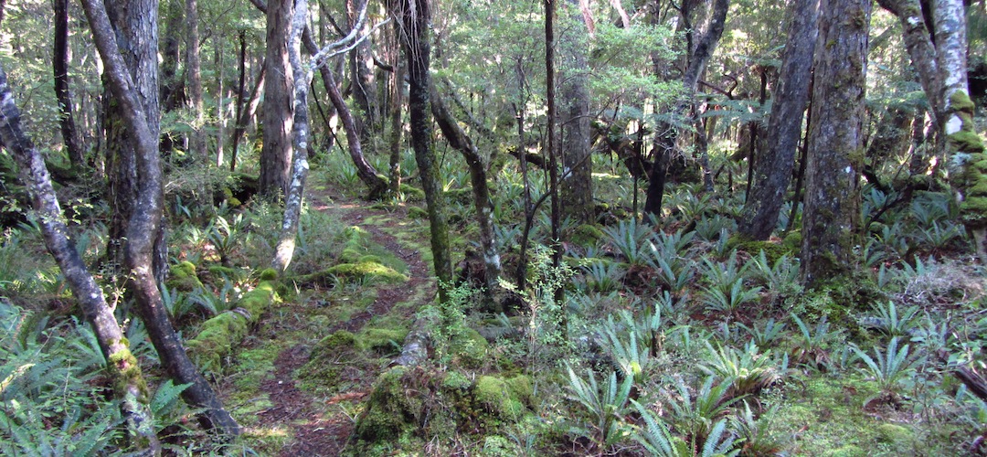 Day 17 | North Arm Hut: yup, lonesome for the 13th night | tramping new ...