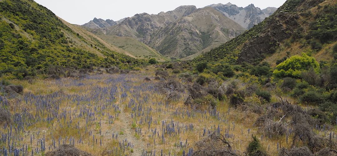 Day 4 | Lake McRae Hut, near, umm, Lake McRae | tramping new zealand