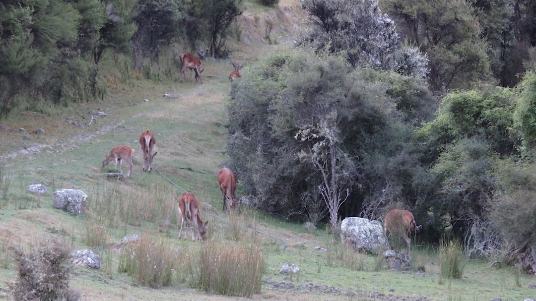 Day 4 | camping near Dillon Hut | tramping new zealand