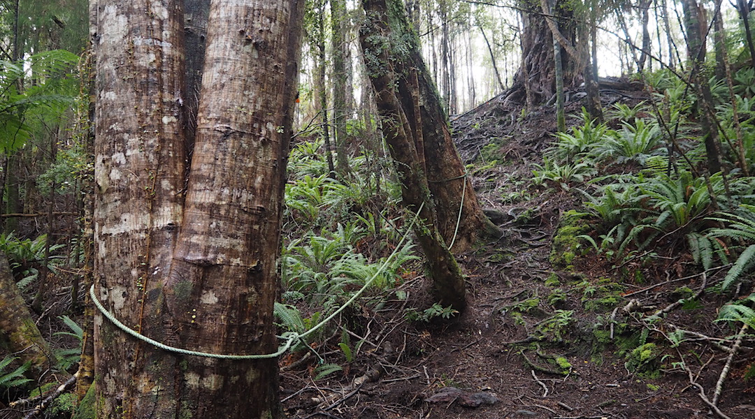 Day 8 | Port Craig Schoolhouse Hut—last night | tramping new zealand