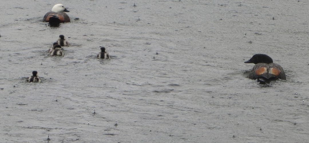 Day 3 | Christopher Hut: and some more faces appear | tramping new zealand