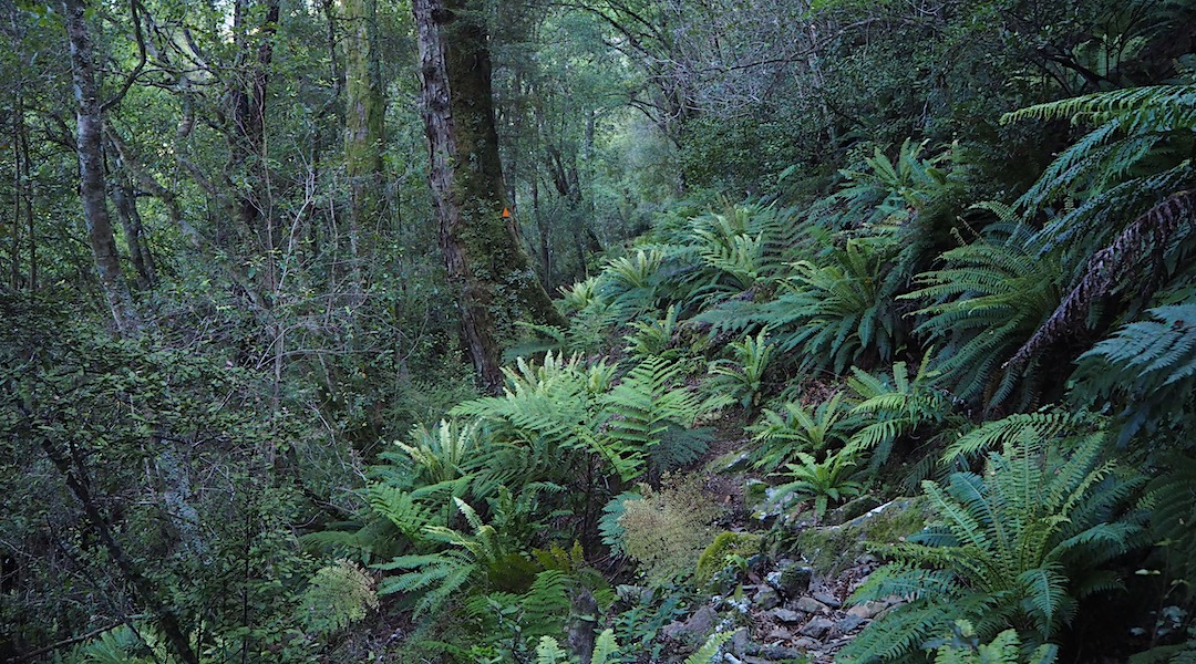 Waingaro/Anatoki Day 6 | Back home in Nelson | tramping new zealand