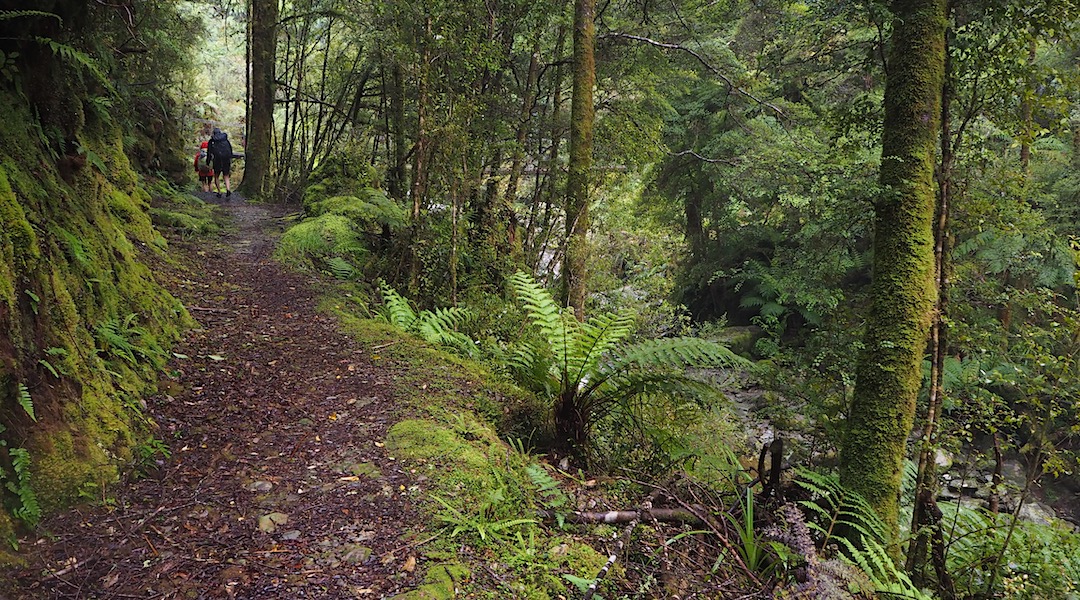 Paparoa Track, Paparoa National Park | tramping new zealand