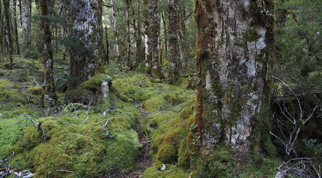 Day 1 | Lake Stream Hut: "3½ hours" ? | tramping new zealand