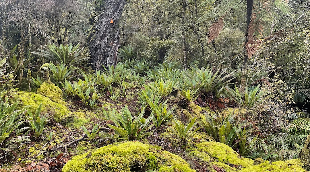 Day 2 | to Freshwater Hut | tramping new zealand