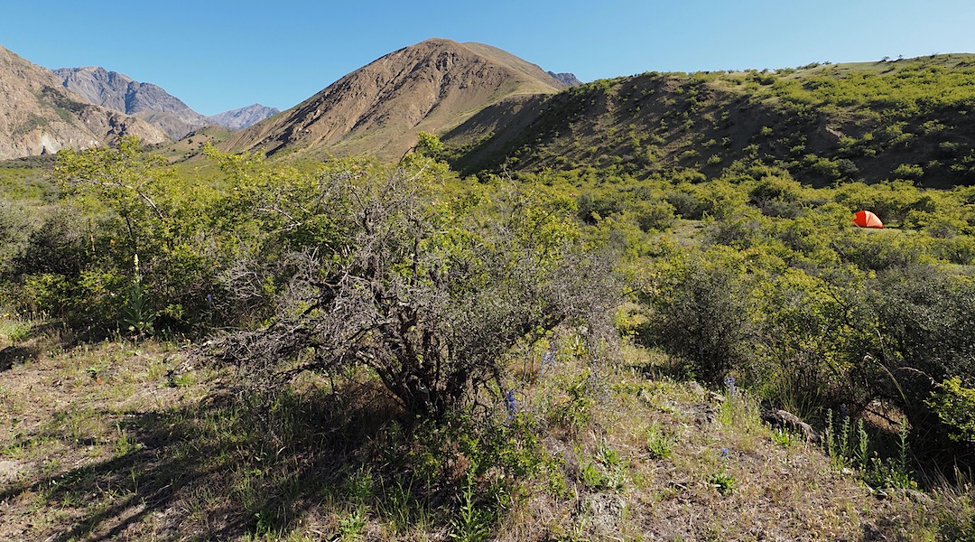 Day 7 | Goose Flat Hut | tramping new zealand
