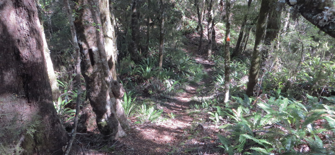Day 4 | Hacket Hut, not so far from the roadend | tramping new zealand