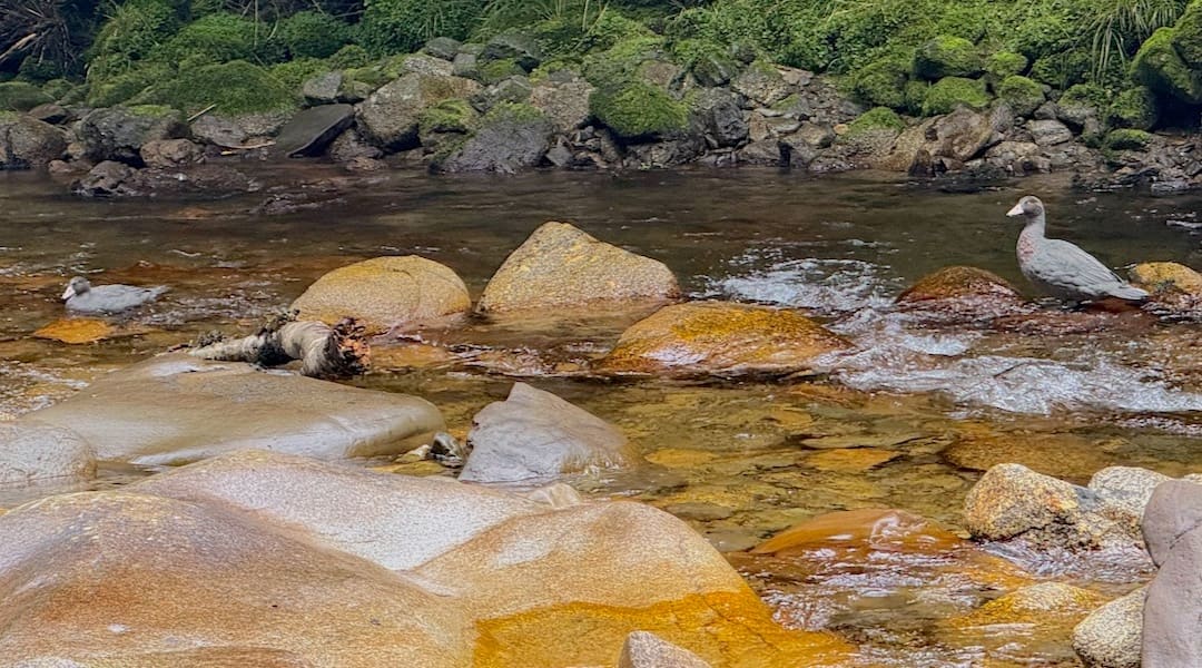Day 10 | Stone Hut | tramping new zealand